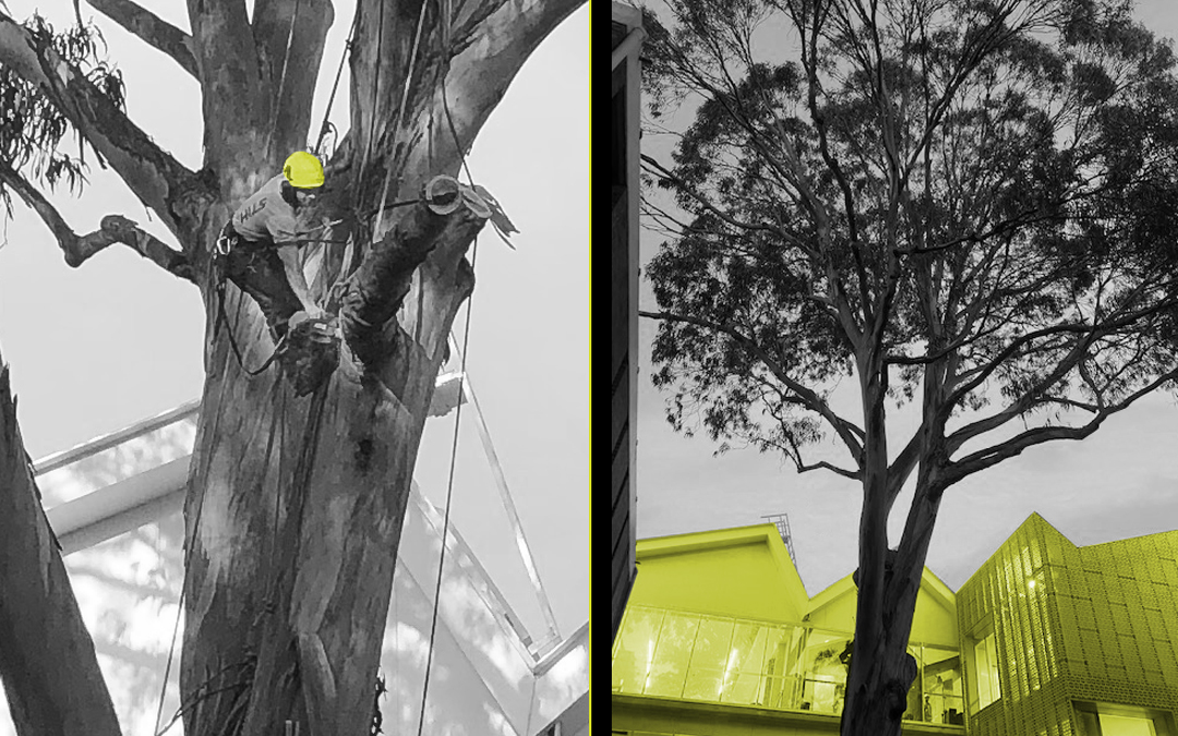 Ideal time for Tree Works - Solid Ground Landscaping