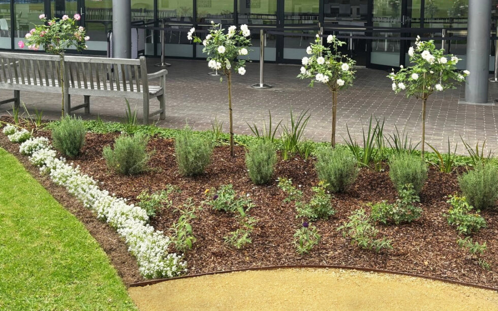 Miniature Roses - Solid Ground Landscaping